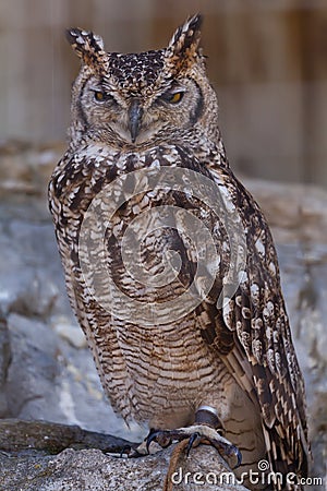 Grand Duke Owl Stock Image - Image: 25012491