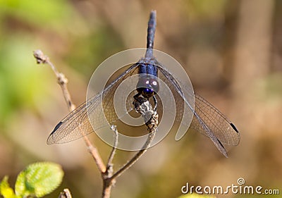 Grande Libellule Noire Photo stock - Image: 47495766