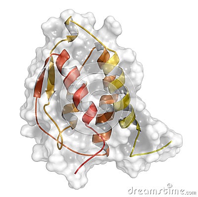 Granulocyte-macrophage Colony-stimulating Factor (GM-CSF, Molgramostim ...
