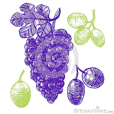 Grape Hand Draw Sketch. Vector | CartoonDealer.com #76186908