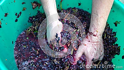 Grape-treading or Grape-stomping in Traditional Winemaking. Senior ...