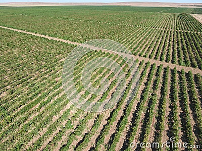 Grape Orchards Bird's-eye View. Vine Rows. Top View Of The Garden Stock ...