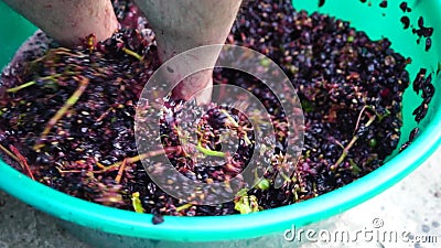Grape-treading or Grape-stomping in Traditional Winemaking. Senior ...