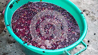 Grape-treading or Grape-stomping in Traditional Winemaking. Senior ...