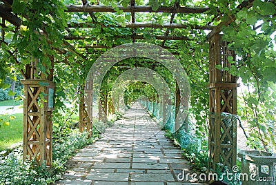 Grape Trellis Royalty-Free Stock Photography | CartoonDealer.com #33861929