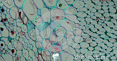 Grape vine stem stock video. Video of vine, tissue, science - 206569721