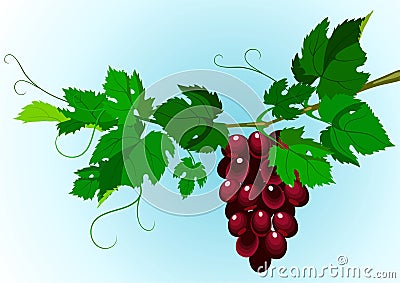 Grapevine Cartoon Vector | CartoonDealer.com #14300445
