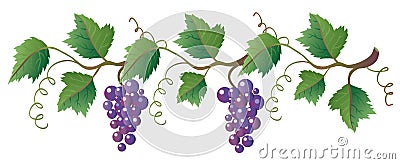Grapevine Stock Photo - Image: 9147970