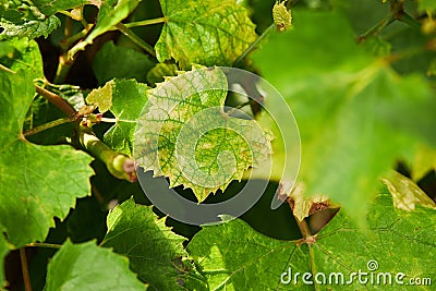 Grapevine Fanleaf Degeneration Disease On A Grape Leaf, Which Is Caused ...