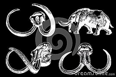 Graphical Illustration, Skulls Of Mammoth And Mammoth Walking On Black ...