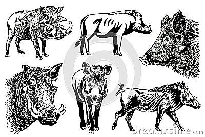 Graphical Set Of Wild Hogs Isolated On White Background, Vector Ink ...