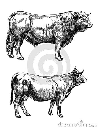 Meat Pencil Drawing Stock Illustrations – 1,185 Meat Pencil Drawing ...