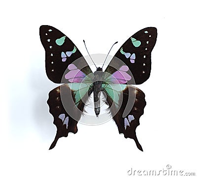 Graphium Weiskei (Purple Spotted Swallowtail) Stock Photo ...