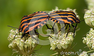 Graphosoma Lineatum, Red & Black Striped Stink Bug Stock Photography ...