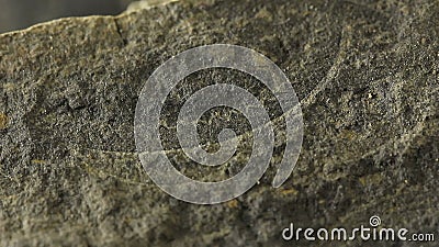 Graptolite Fossils stock footage. Video of life, triassic - 62910002