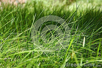 Grass Royalty Free Stock Photos - Image: 9248