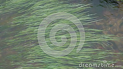 Grass in Flowing Water. Green Grass Growing at the Bottom of a Stream ...