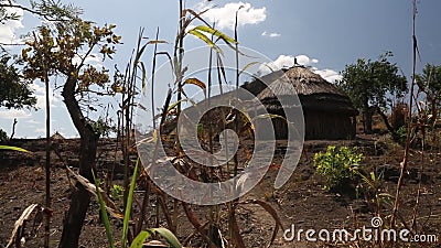 Grass Hut Home in Remote Uganda Africa Stock Video - Video of tracking ...