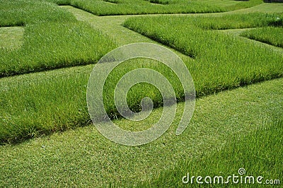 Grass Maze Royalty Free Stock Image - Image: 865896