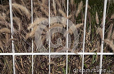 Grass Prison Royalty-Free Stock Image | CartoonDealer.com #48002038