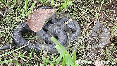 Grass Snake Hiding in the Grass Stock Footage - Video of outdoors ...