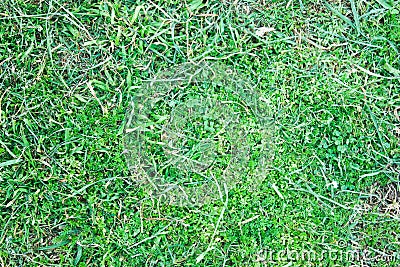 Grass Underground Nature Royalty-Free Stock Photography | CartoonDealer ...