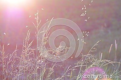 Grasses At Sunset With Flying Insects In Backlight Royalty-Free Stock ...