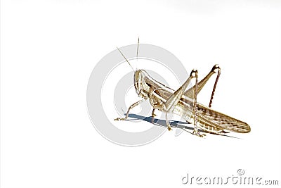 A Grasshopper Hitching A Ride On A White Car Stock Photography ...