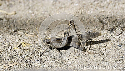 Gray Bird Grasshopper Laying Eggs Royalty Free Stock Photo - Image ...
