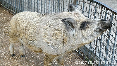 Gray boar in the zoo. stock video. Video of feeding - 132991483