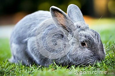 Gray Bunny Rabbit Royalty Free Stock Photos - Image: 12964748