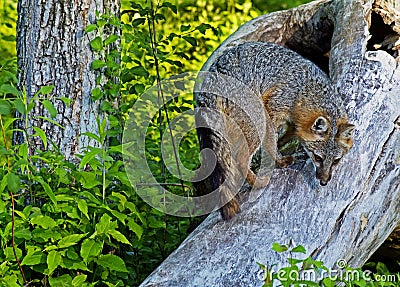 Gray Fox Climbing A Fallen Den Tree. Stock Photo - Image: 57423397