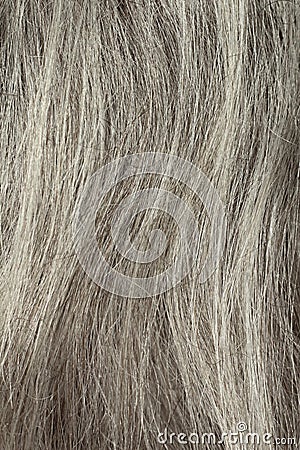 Gray Hair Closeup Stock Photo - Image: 20261480