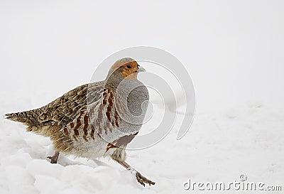 Gray Partridge Stock Photo - Image: 58277425