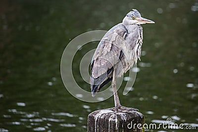 Gray Stork Fotografia Stock - Immagine: 54306555
