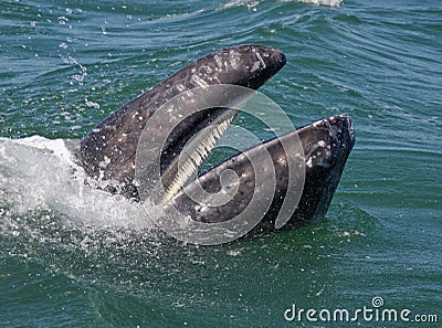 200 Whale Baleen Open Mouth Photos - Free & Royalty-Free Stock Photos ...