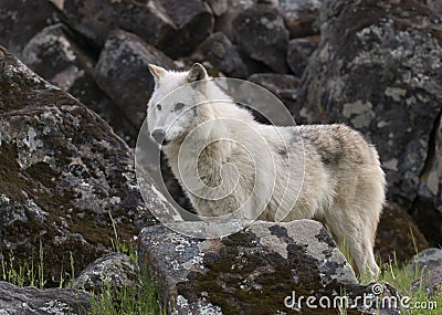 Gray Fox stock image. Image of mammal, wildlife, snow - 17487679