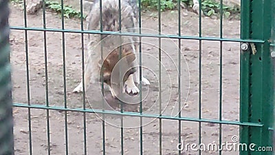 Gray Wolf is Digging a Hole with Its Nose. Wolf Scratches Its Nose on ...
