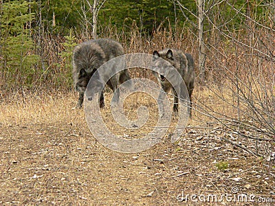 Gray Wolf Pair Walking Royalty-Free Stock Image | CartoonDealer.com #678016