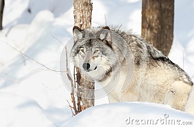Gray Wolf Sitting Royalty Free Stock Images - Image: 36500759