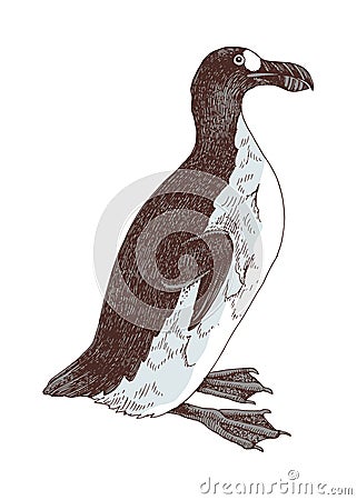 Great Auk Extinct Flightless Bird Vector Illustration | CartoonDealer ...
