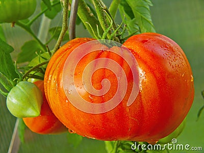 Great Bull Heart Tomato. Royalty-Free Stock Photography | CartoonDealer ...