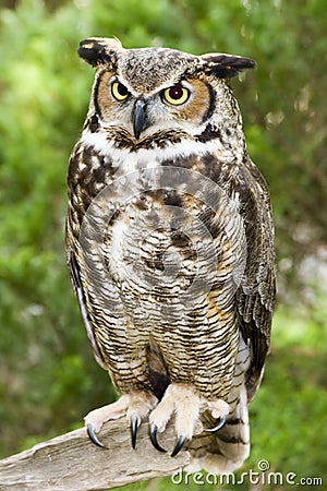 Great Horned Owl Stock Images - Image: 2889874