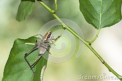 Greek Marbled Bush-Cricket Eupholidoptera Megastyla On A Leaf Stock ...