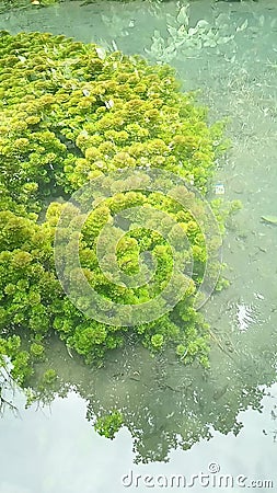 Green algae in water stock footage. Video of green, scene - 267491990