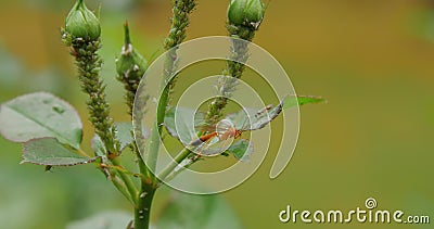 Green Aphid Insects Sucking Sap on Rose Bud Stock Footage - Video of ...