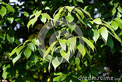 Green Background With Leaves Reevesia Sinica Is Close Stock Photo ...
