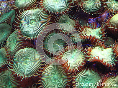 Green Button Polyps Royalty Free Stock Photo - Image: 316325