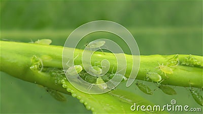Green Camouflage Fly Larvae Insects Crawling on a Leaf Stock Video ...