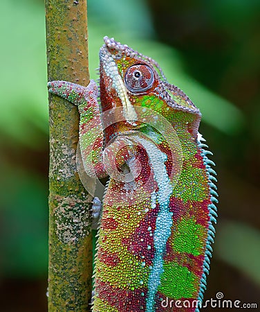 Green chameleon - Stock Image - Everypixel